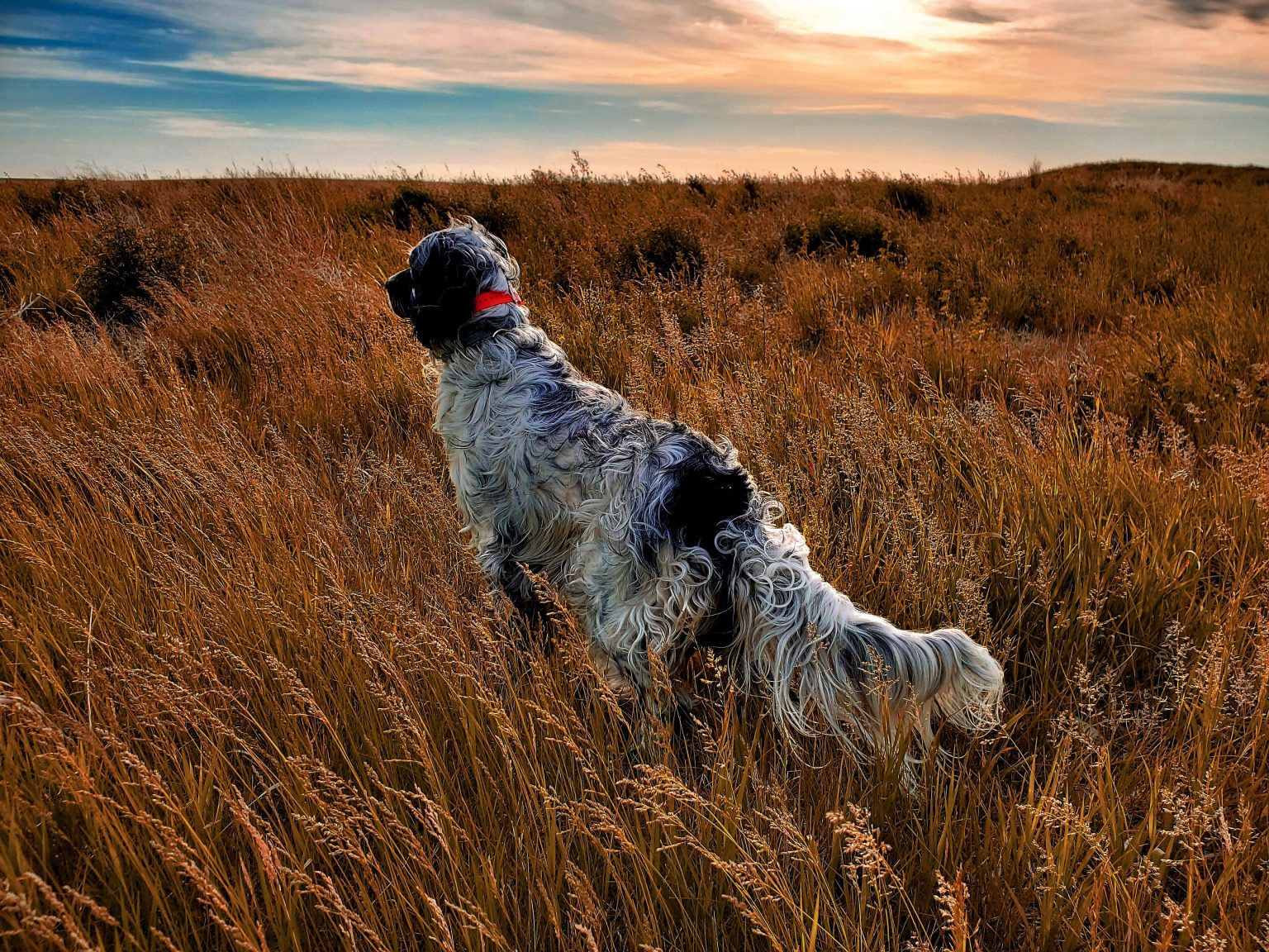 Training & Selling the best Grouse Hunting Dogs | Glidden, WI