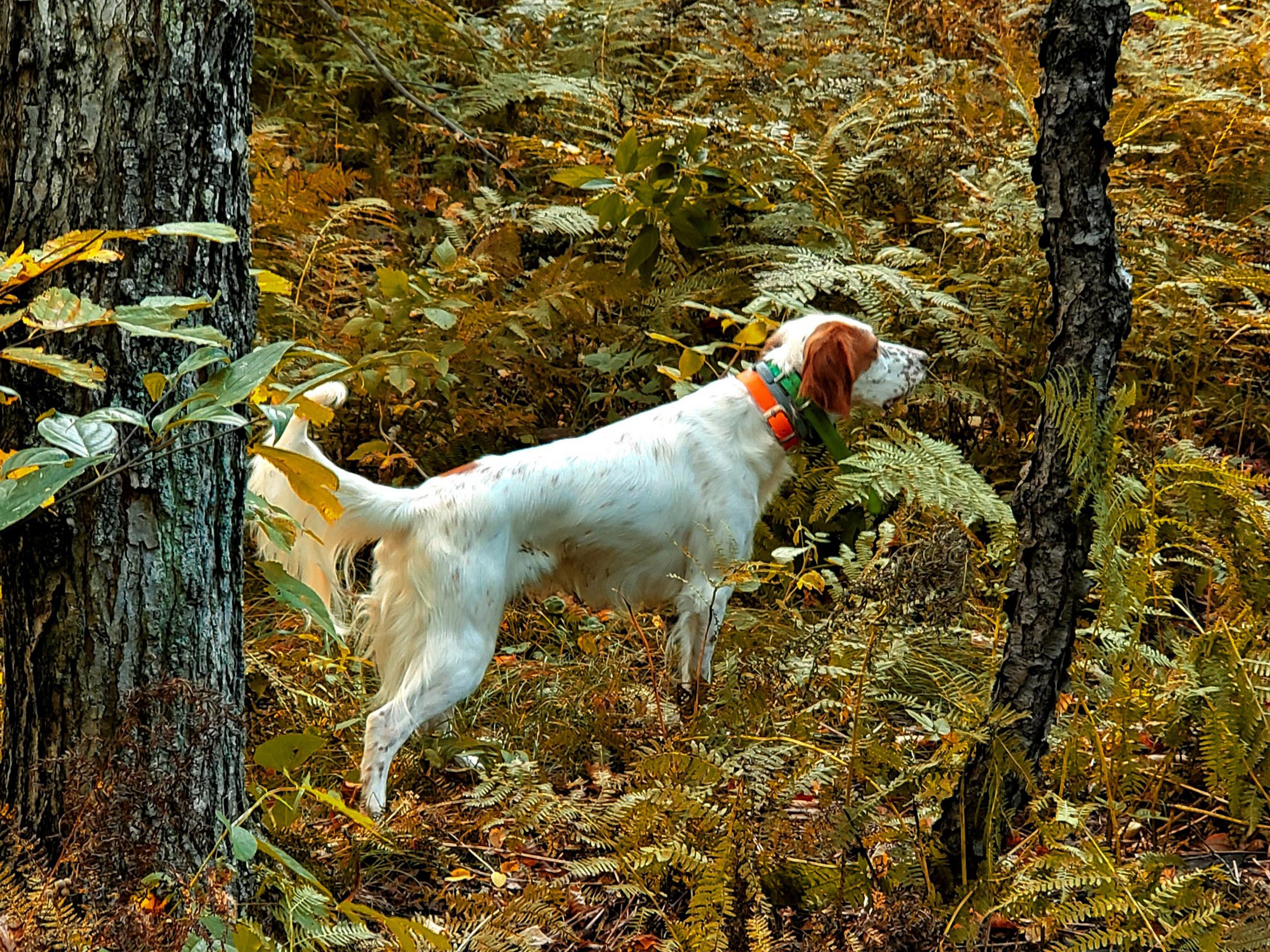 Training & Selling the best Grouse Hunting Dogs | Glidden, WI